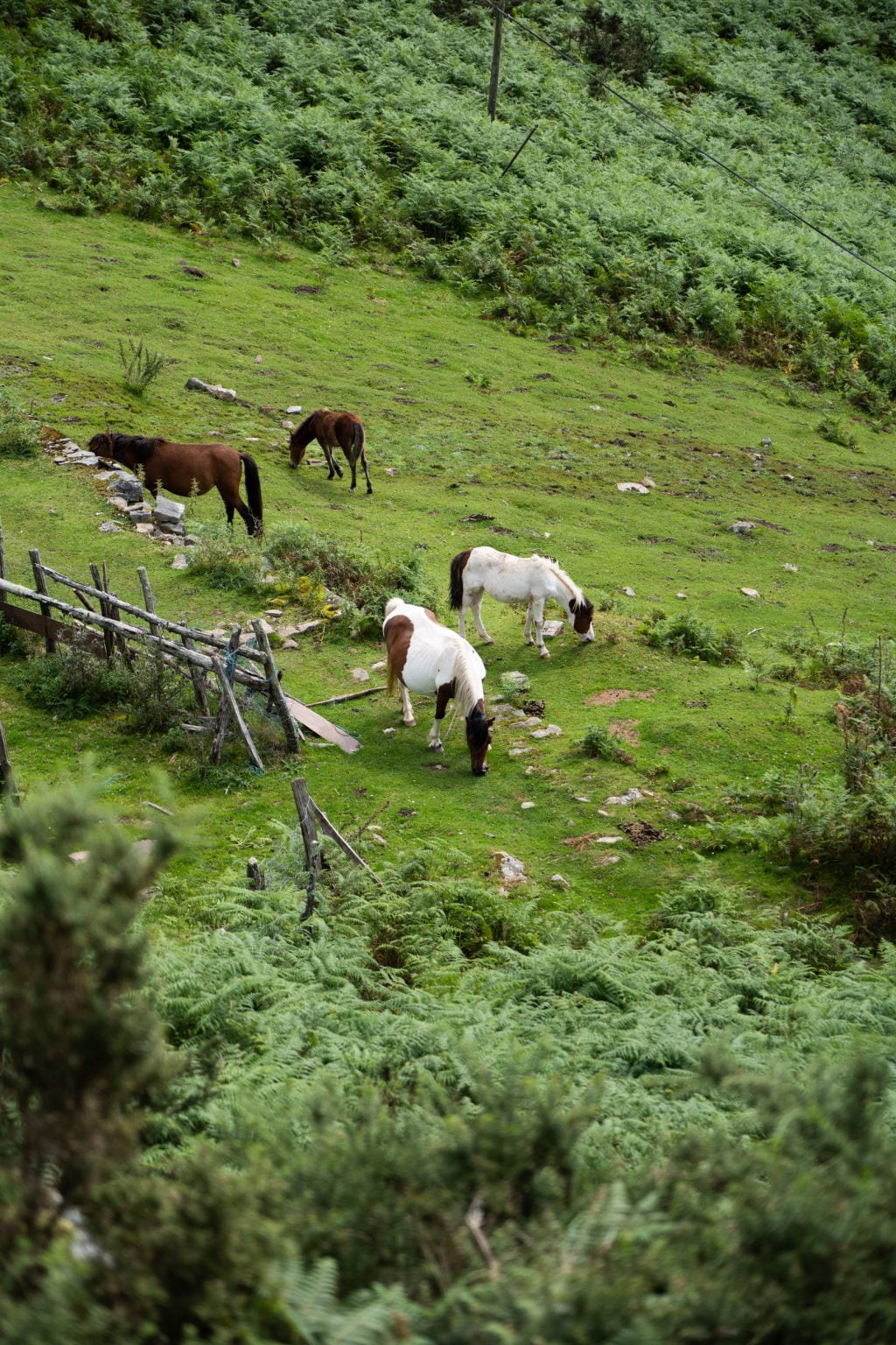 LE POTTOK, UNE RACE AUX ORIGINES ANCESTRALES EN PÉRIL - Paysbasque.net